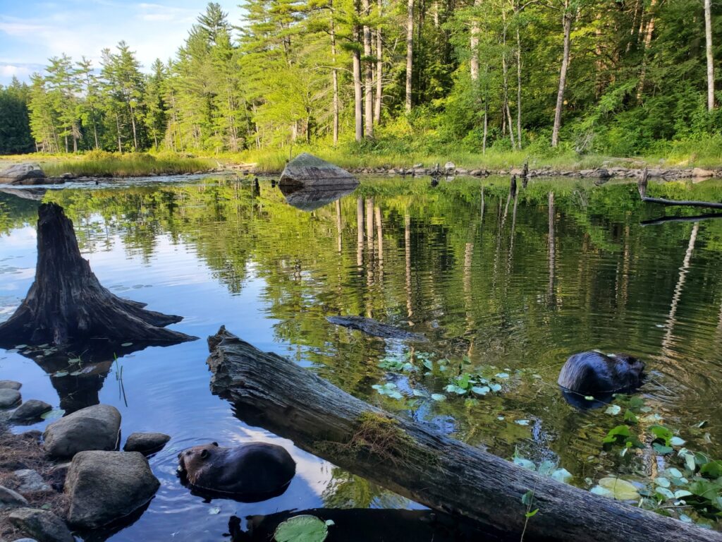 Wayne and Trudy Beaver Saga Pond Forest | Ausbon Sargent Land ...
