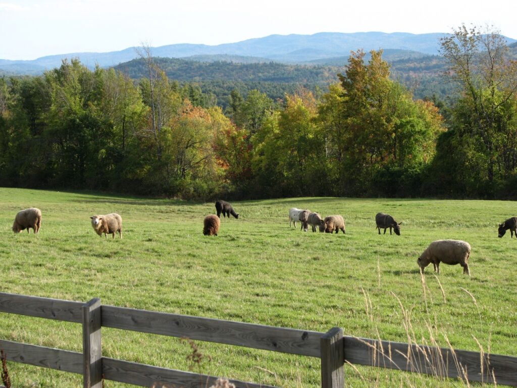 Main Street Meadow/Cross | Ausbon Sargent Land Preservation Trust