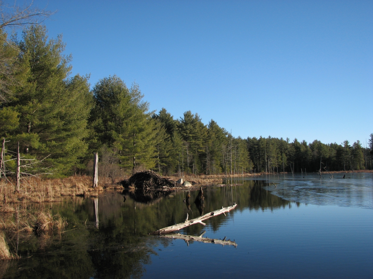 Esther Currier Wildlife Management Area at Low Plain | Ausbon Sargent ...